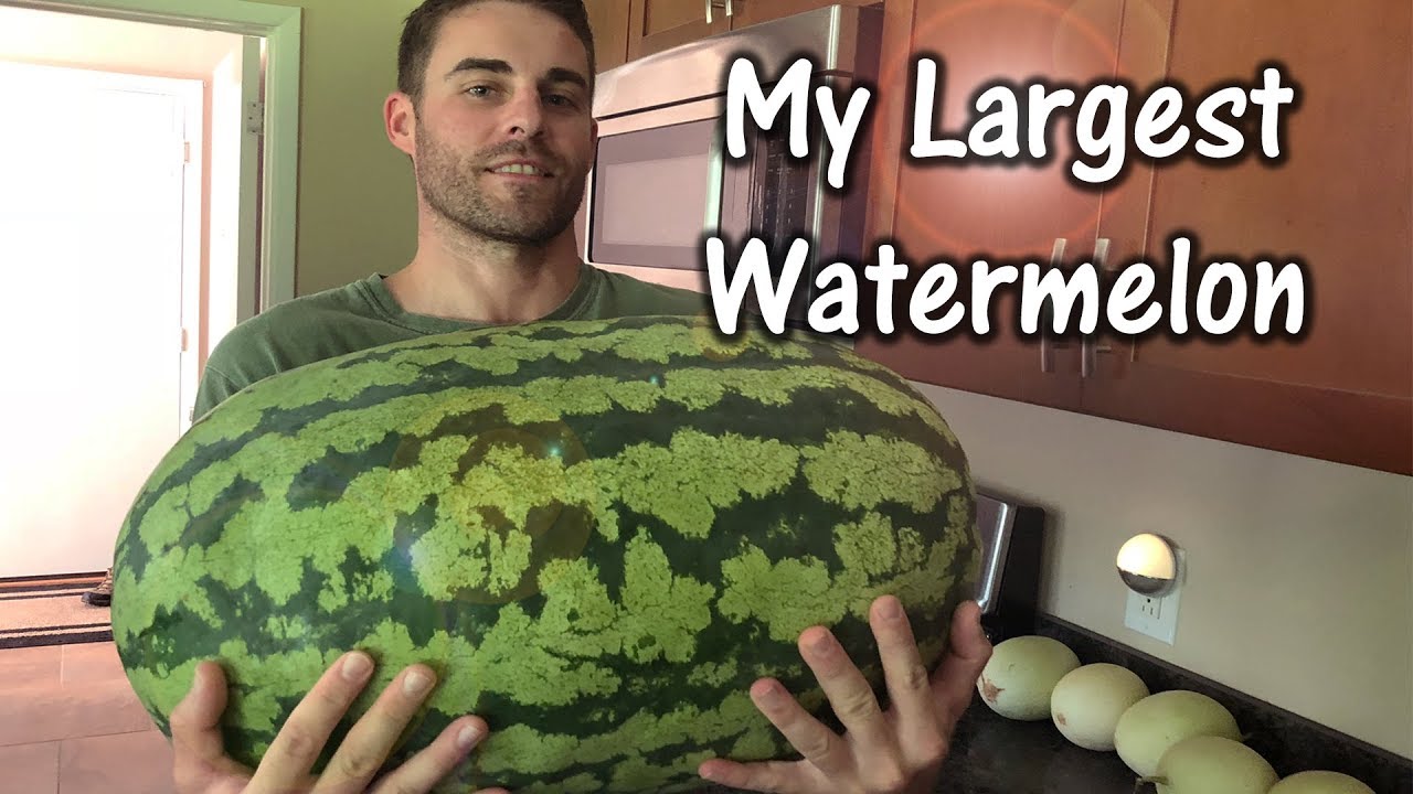 Measuring and Weighing My Largest Melon (2018 Carolina Cross) - YouTube