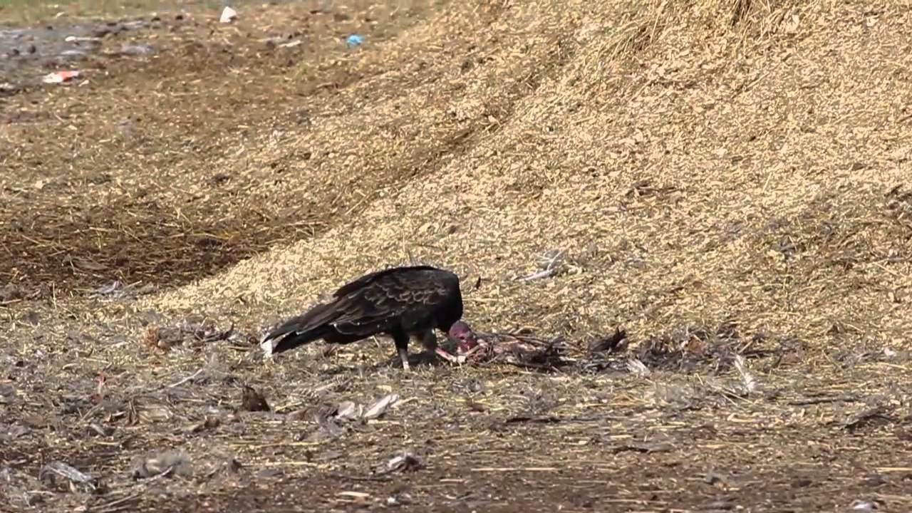 Turkey Vulture Scavenging on Dead Hawk - YouTube