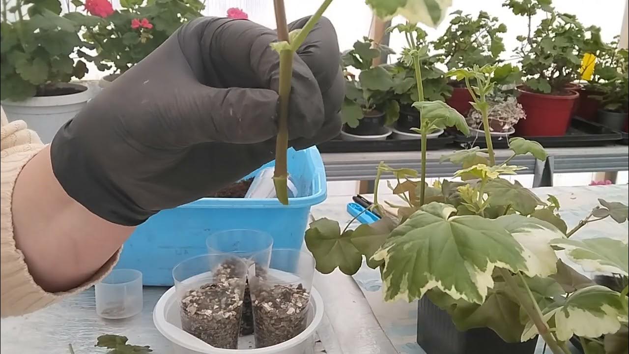 Особенности черенкования плющелистной пеларгонии - YouTube