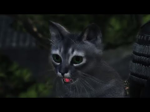 All Shimabara Cat Locations And Capture Guide Rise of The Ronin - YouTube