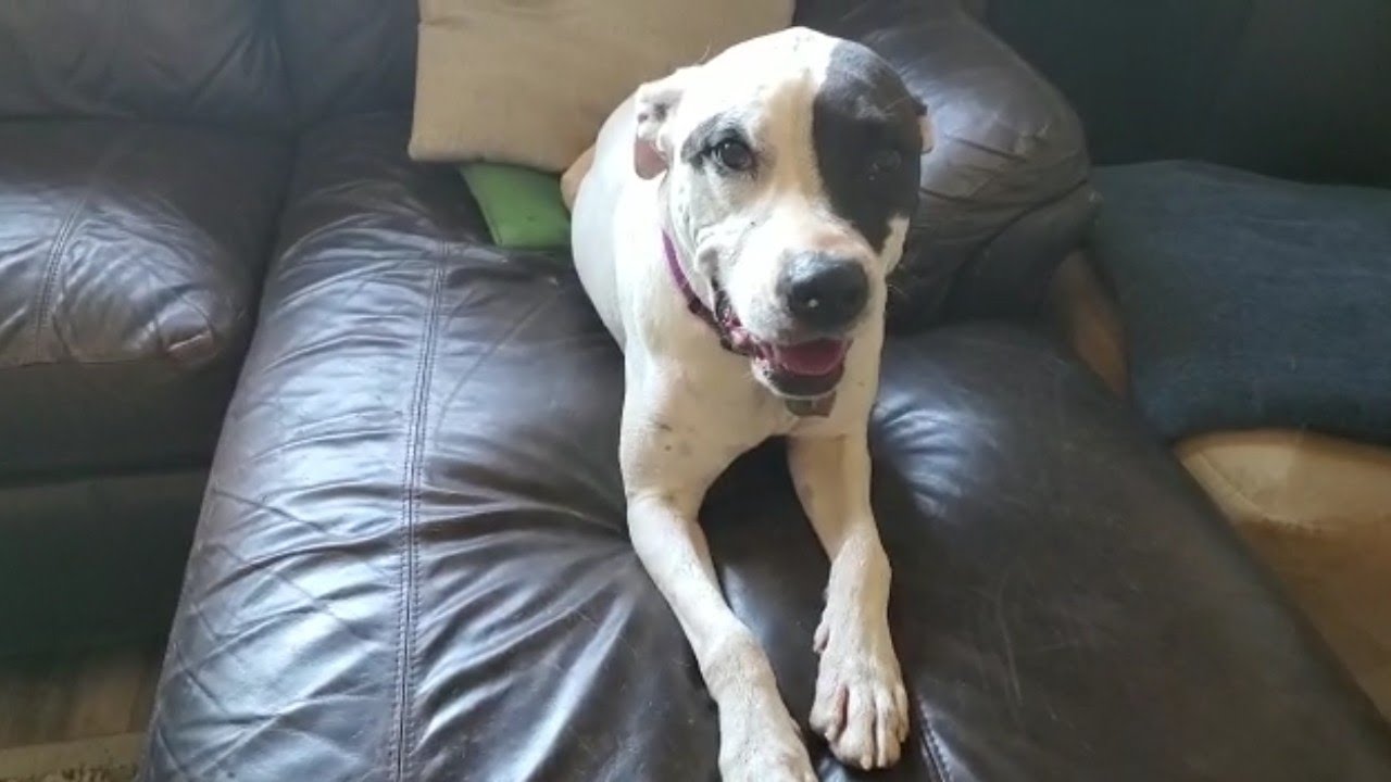 (WARNING GRAPHIC FOOTAGE) Zara the Dog Finally Catches that Dang ...