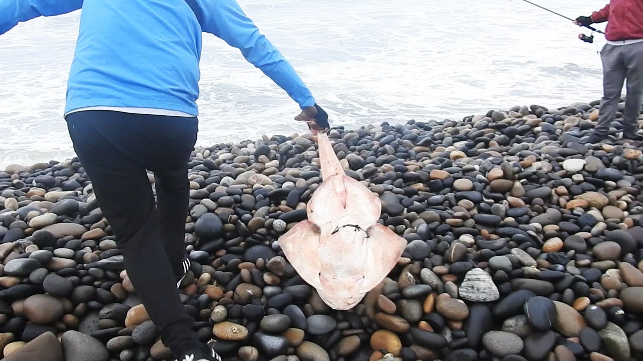 Épica Pesca de un Gigantesco Pez Ángel - Angelote - YouTube