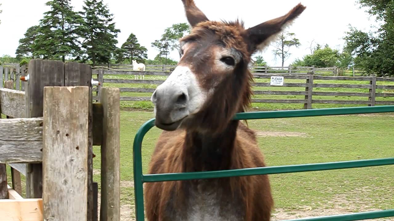 My friend Amigo the donkey MVI 5159 - YouTube