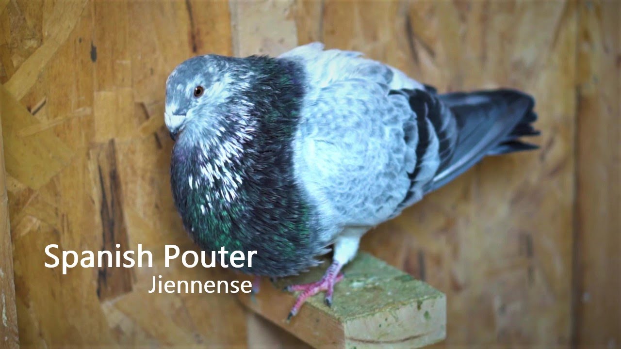 Young Buchon Jiennense Pigeon - YouTube