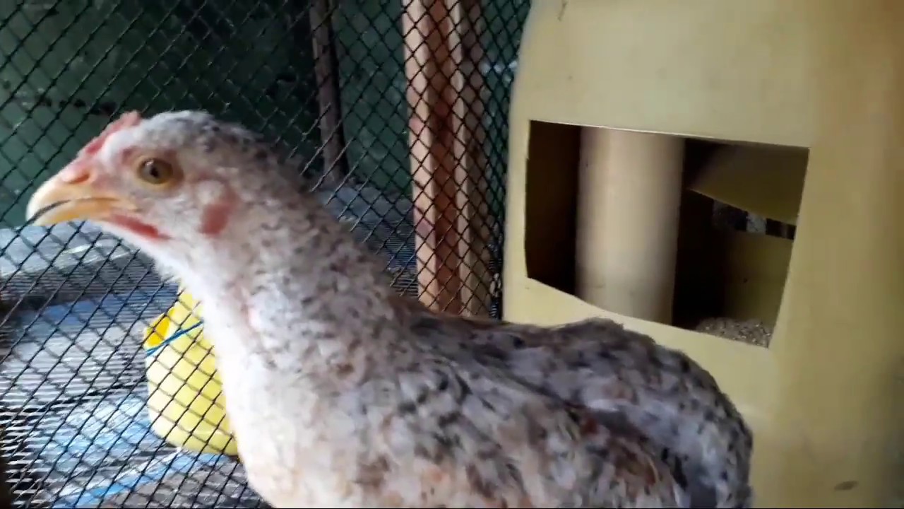 Como curar el moquillo a los pollitos, gallinas y gallos "Vida con ...