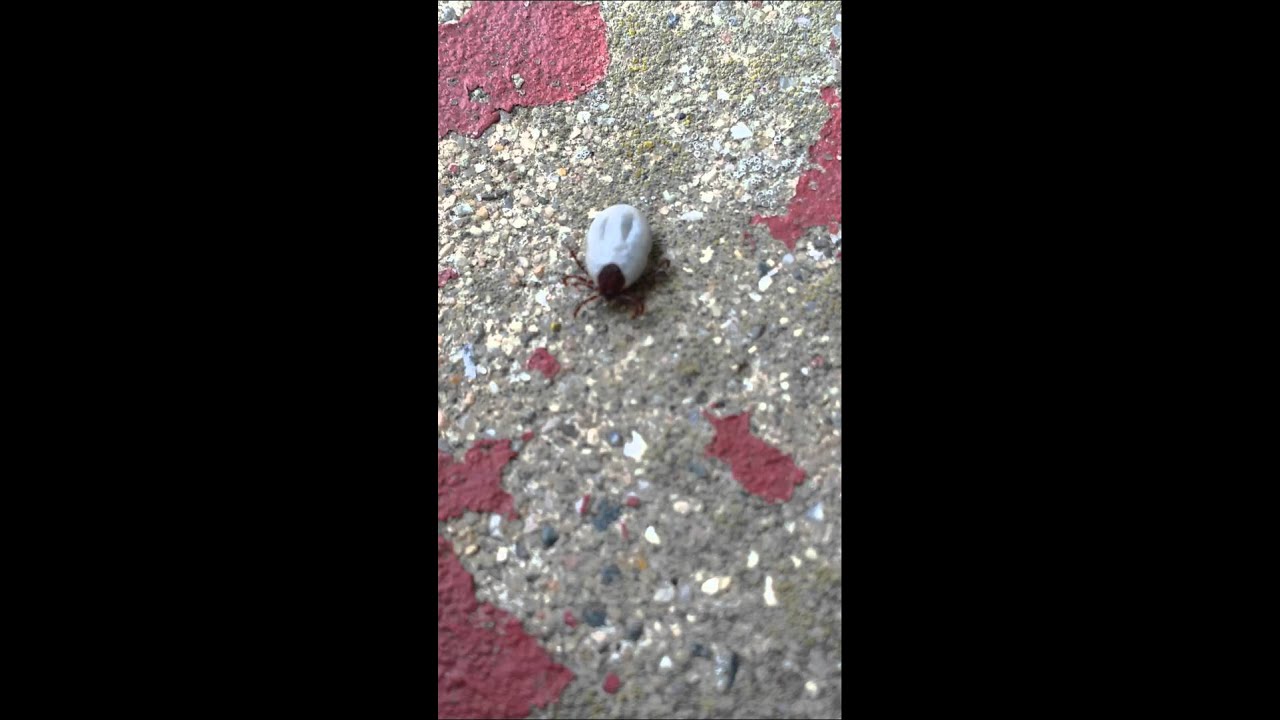Pulled a Tick out of a Groundhogs Eye - YouTube