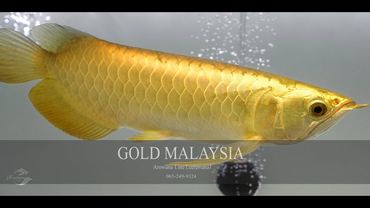 24k Gold Arowana 4/8 - YouTube