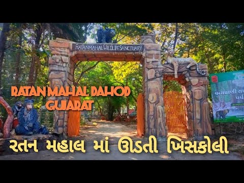 રતન મહાલ મા ઊડતી ખીસકોલી જોવા મળી. Ratanmahal || Dhanpur || Dahod/Devg ...