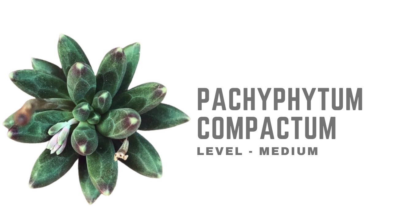 || PACHYPHYTUM COMPACTUM || CARE TIPS || - YouTube