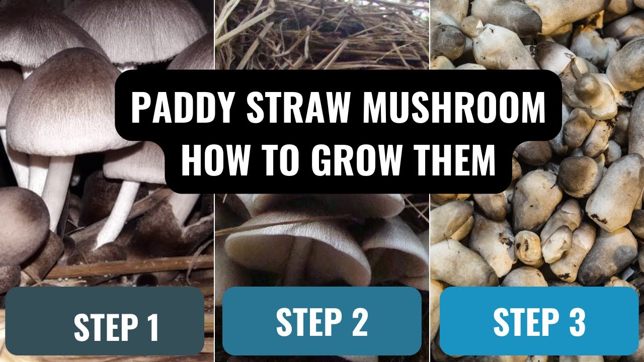 PADDY STRAW MUSHROOM How To Grow Them Volvariella Volvacea