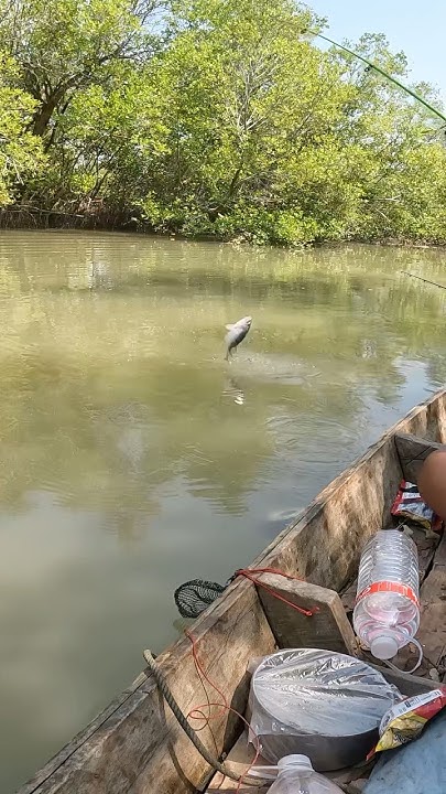 Strike ikan tompel babon mantap betul cuma numpang lewat#mancing_muara - YouTube