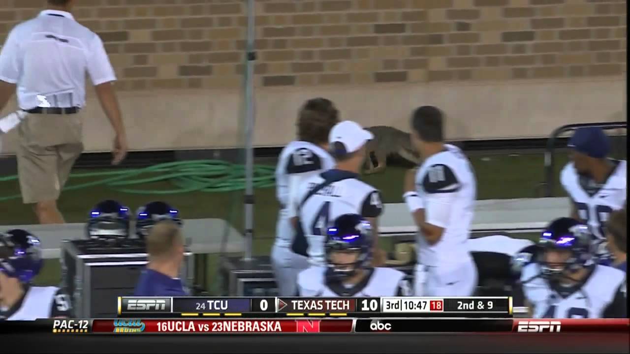 Fox on the Loose at the TCU vs Texas Tech Game - YouTube
