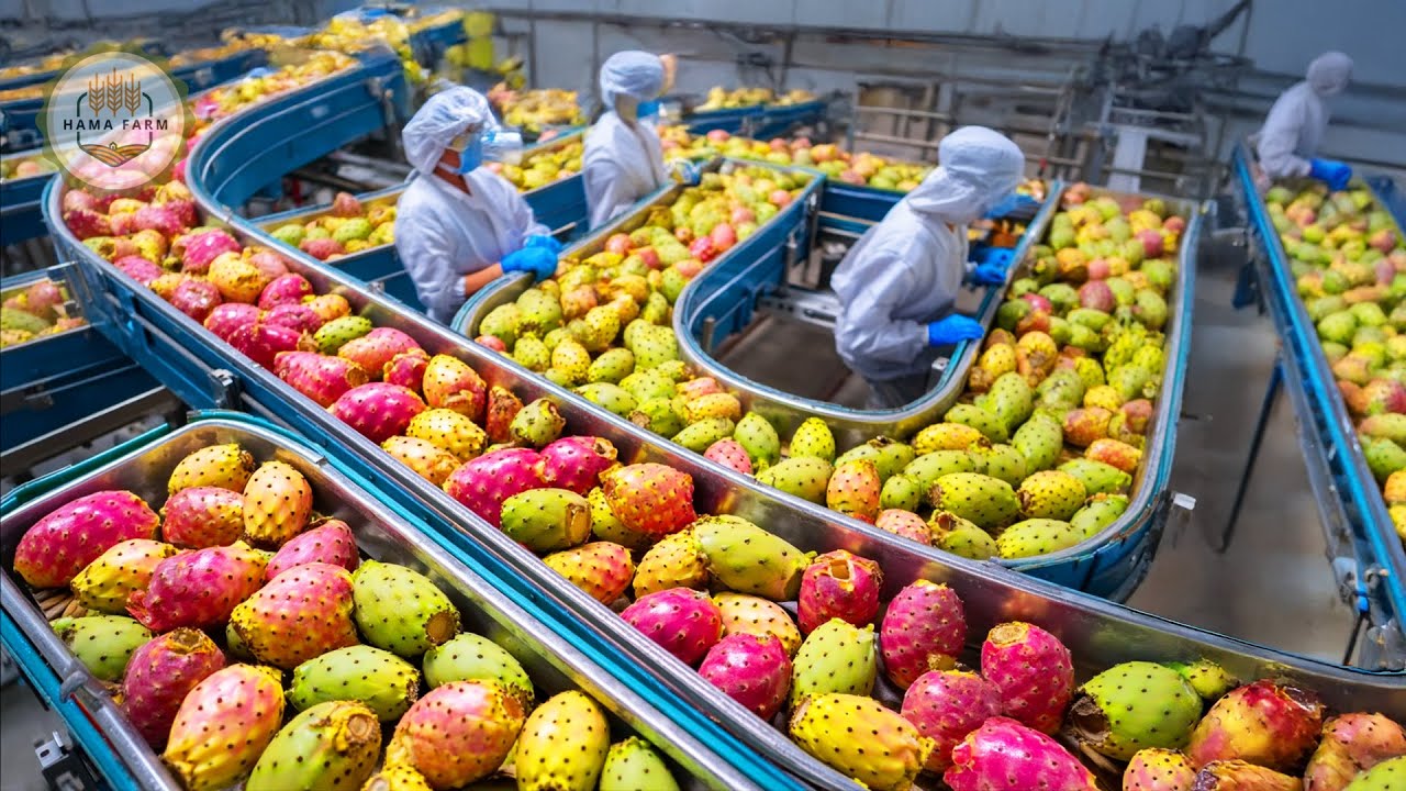 How to Process Millions of Prickly Pear In A Processing Factory - YouTube