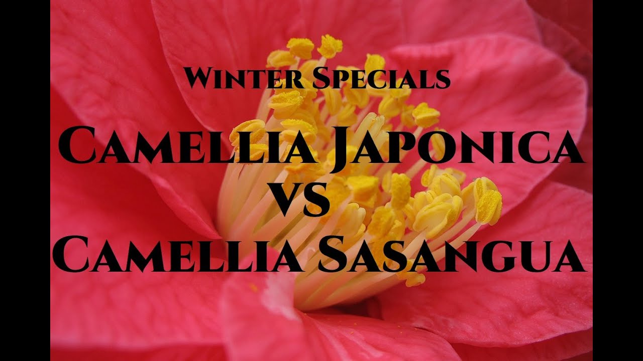 Winter Specials 2022 Camellia Japonica vs Camellia Sasangua How to grow ...
