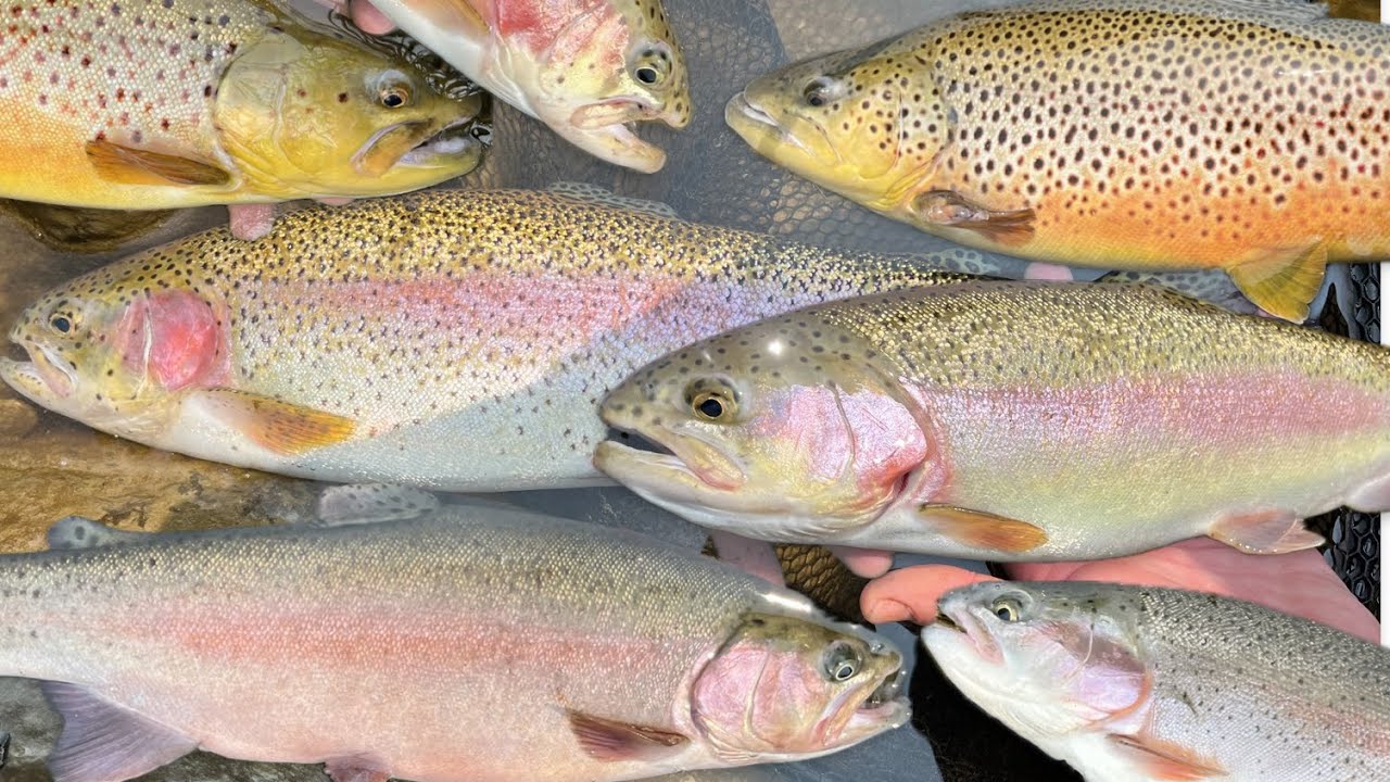 Big trout! Beautiful trout! Fantastic day fishing the Black River VT # ...