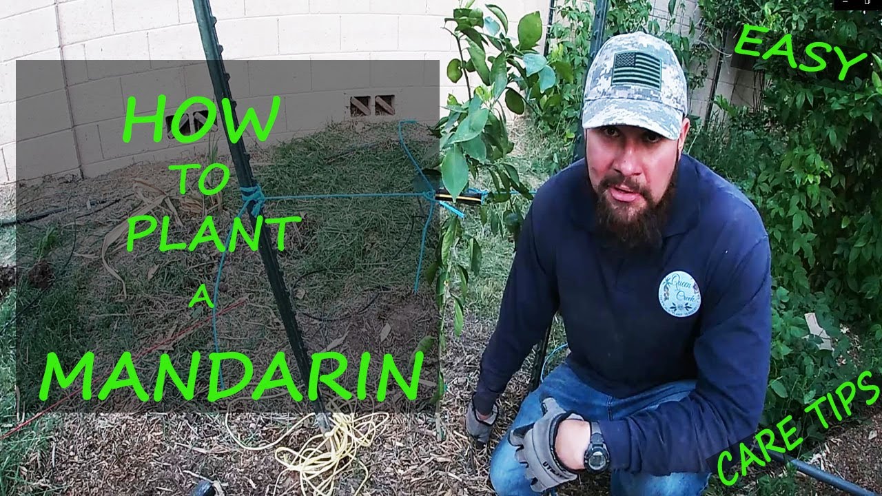How To Plant a Daisy Mandarin | Citrus - YouTube