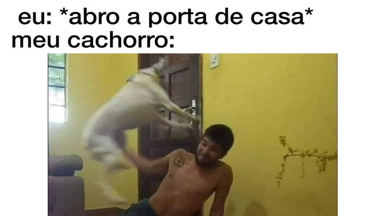 MELHORES MEMES EM IMAGENS - O cachorro deu uma VOADORA.. 😂 (#8) - YouTube