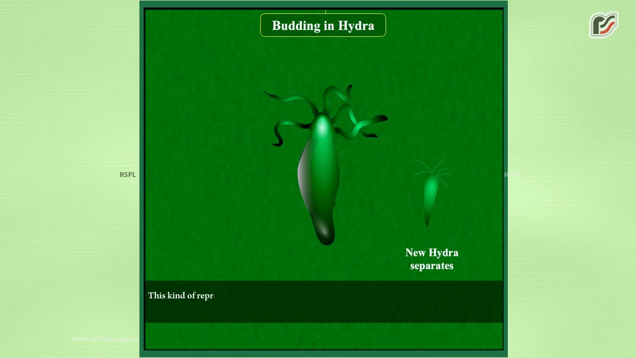 Budding in Hydra - YouTube