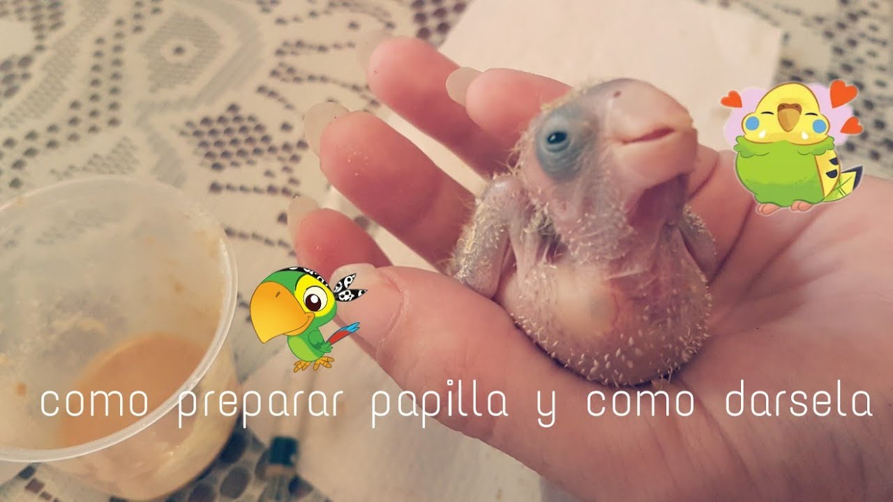 Tutorial como preparar la papilla y como darle de comer a un pichón de ...