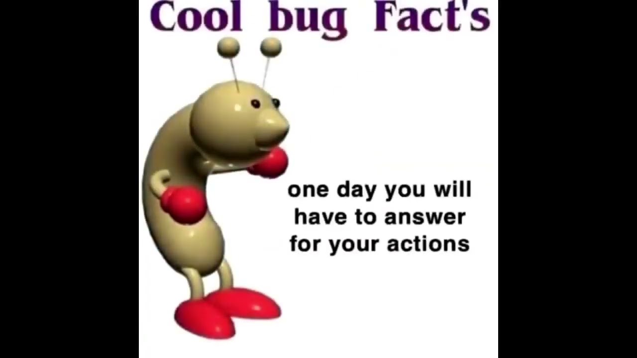 Cool Bug Facts Meme YouTube Cool Bug Facts Meme YouTube