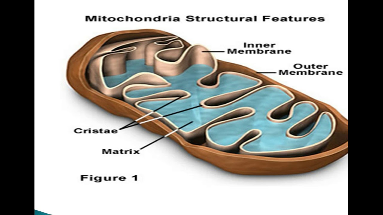 Mitochondria | Mitochondria Structure and Function |The power house of ...
