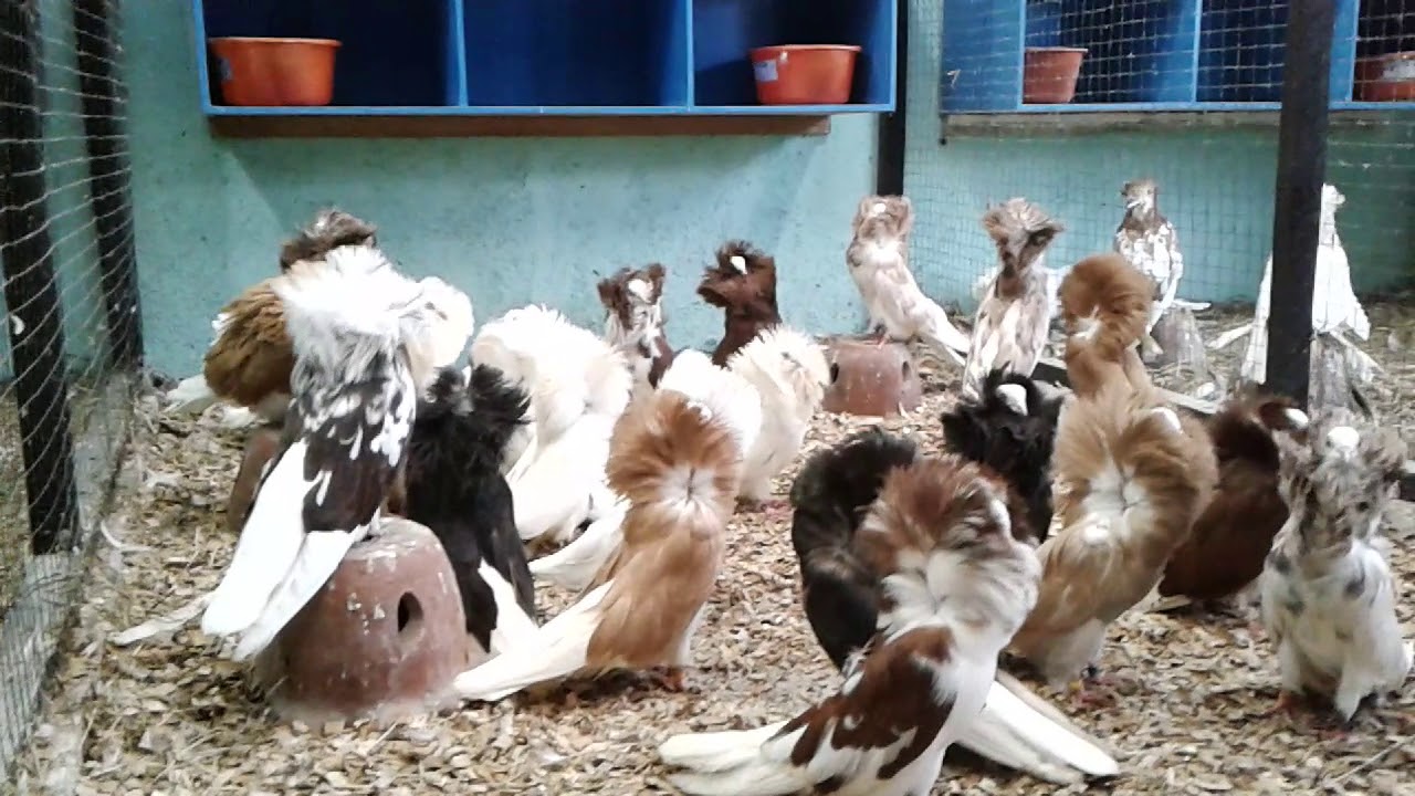 JACOBIN FANCY PIGEONS by LABONG AVIARY in the PHILIPPINES. - YouTube