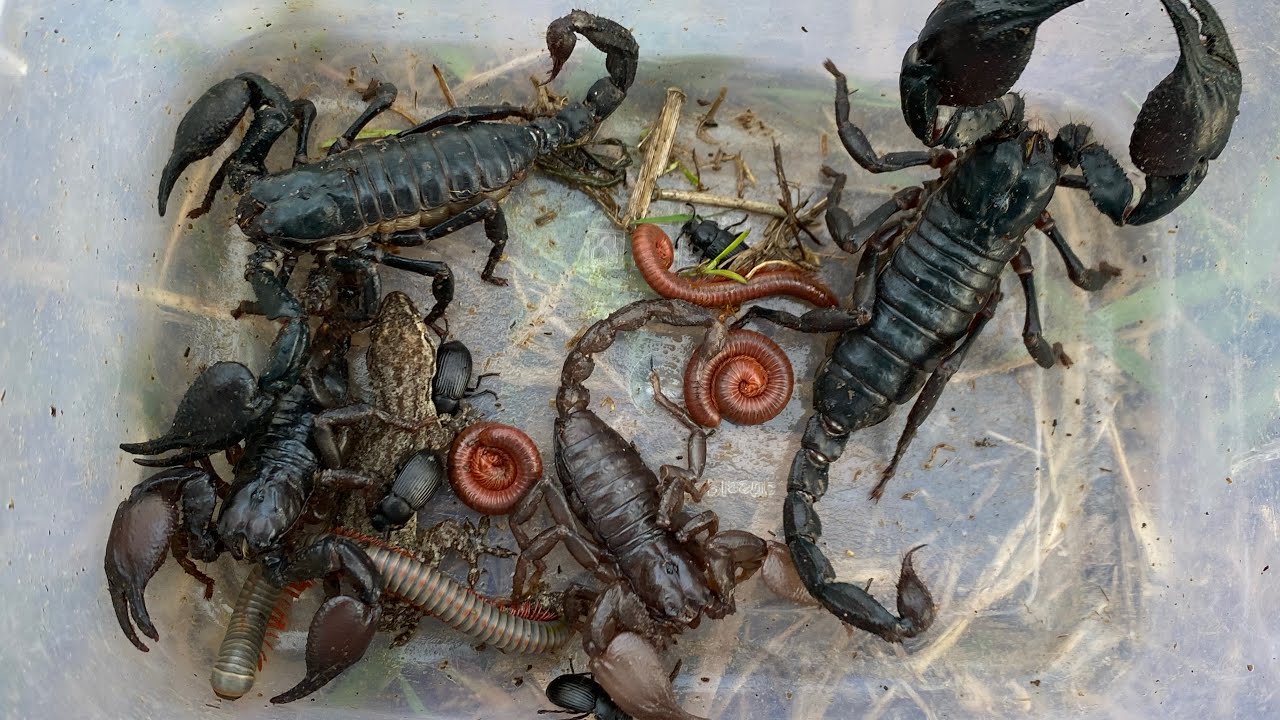 Hunting insects,Scorpions,Millipedes,Snakes,Geckos under the palm tree# ...