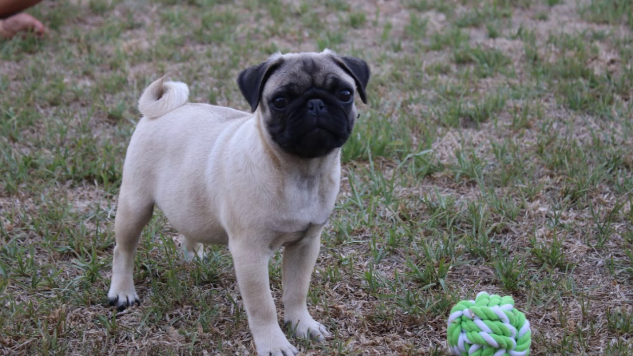 Pugs At Play - YouTube