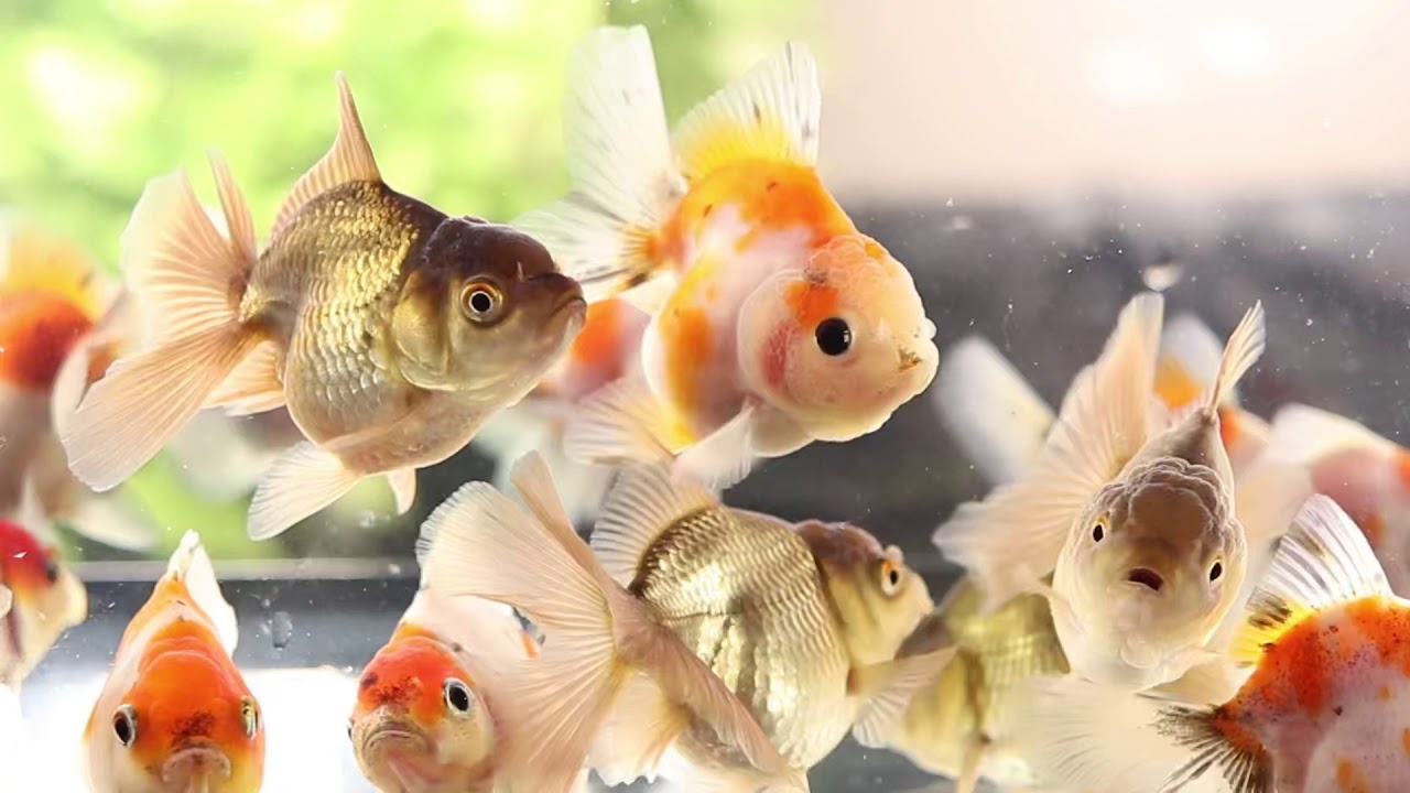 Baby Orandas - YouTube