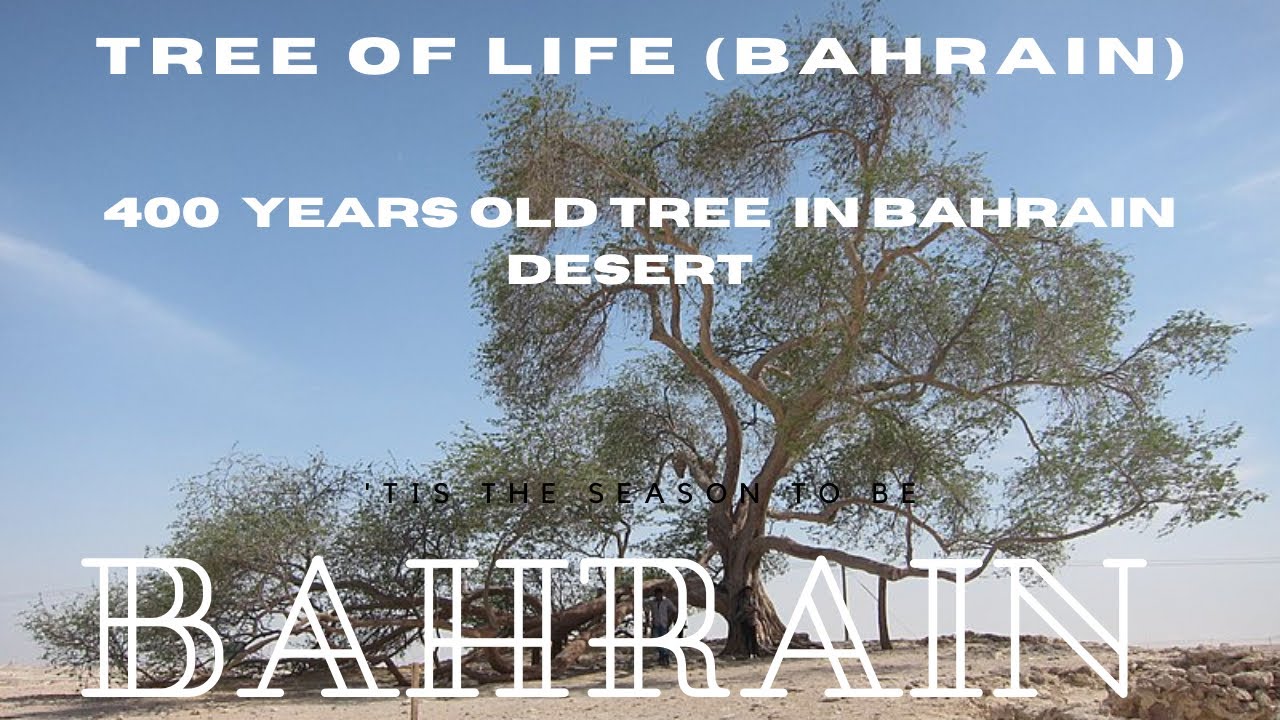 Tree of Life (Bahrain) | 400 Years Old Tree in Bahrain Desert - YouTube