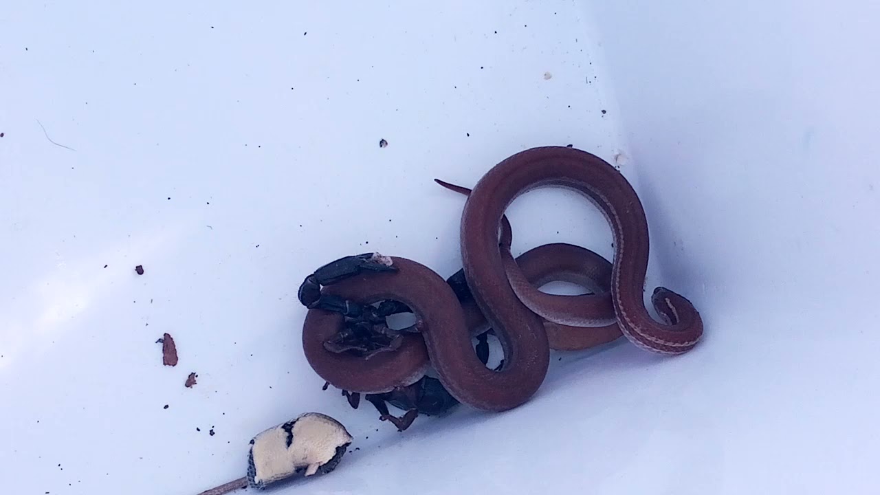scorpion vs snake (insane battle) watch till end! part 1 - YouTube