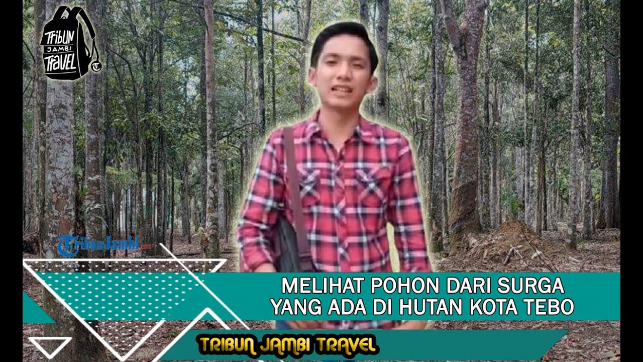 Melihat Pohon dari Surga yang Ada di Hutan Kota Tebo - YouTube