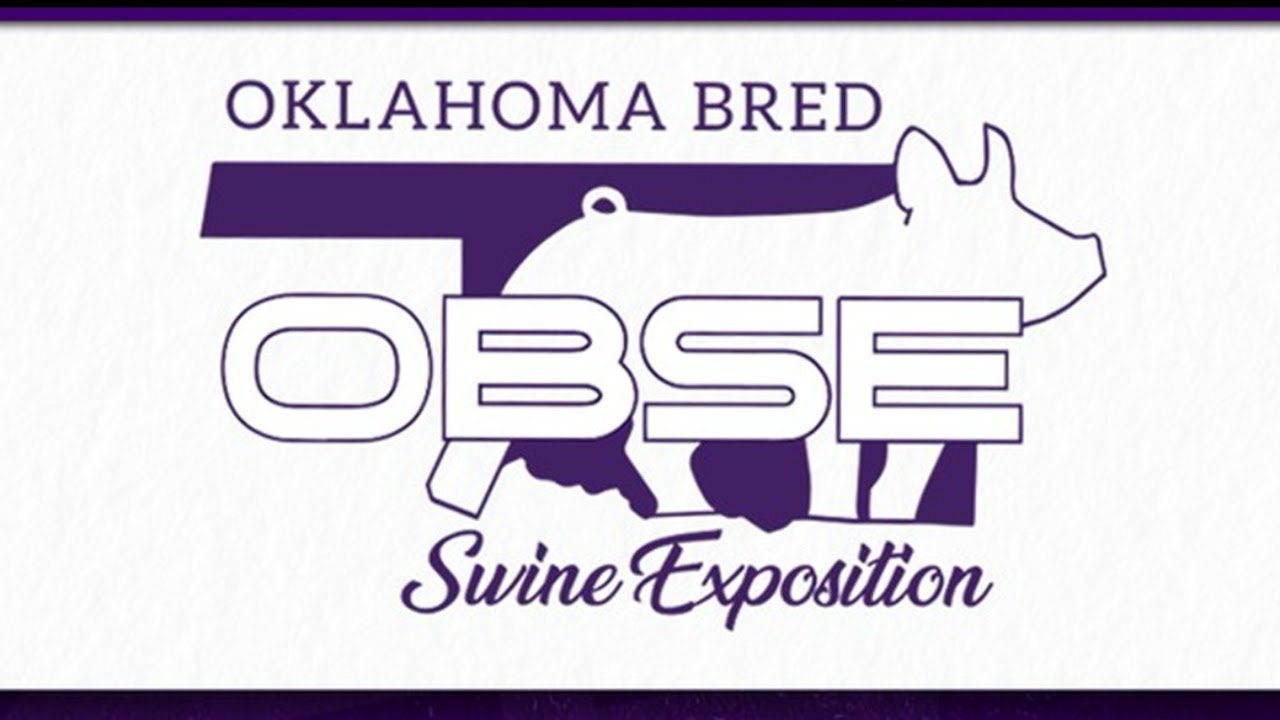 OBSE - Purebred Gilts then Commercial Gilt Show - YouTube
