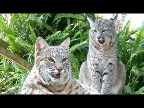 A Bobcat Love Story - The Purrfect Match?