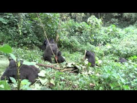 Gorillas in the Midst