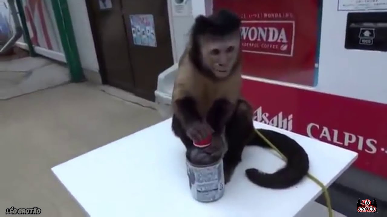 17 macacos mais inteligentes do mundo - YouTube