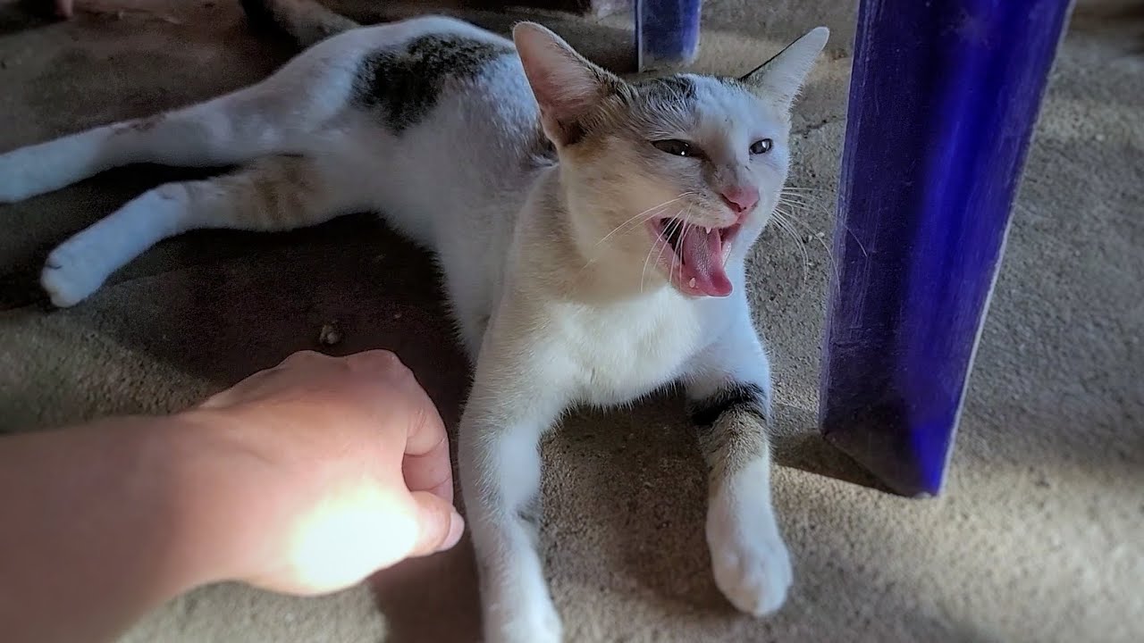 Play with cute and funny kittens - YouTube