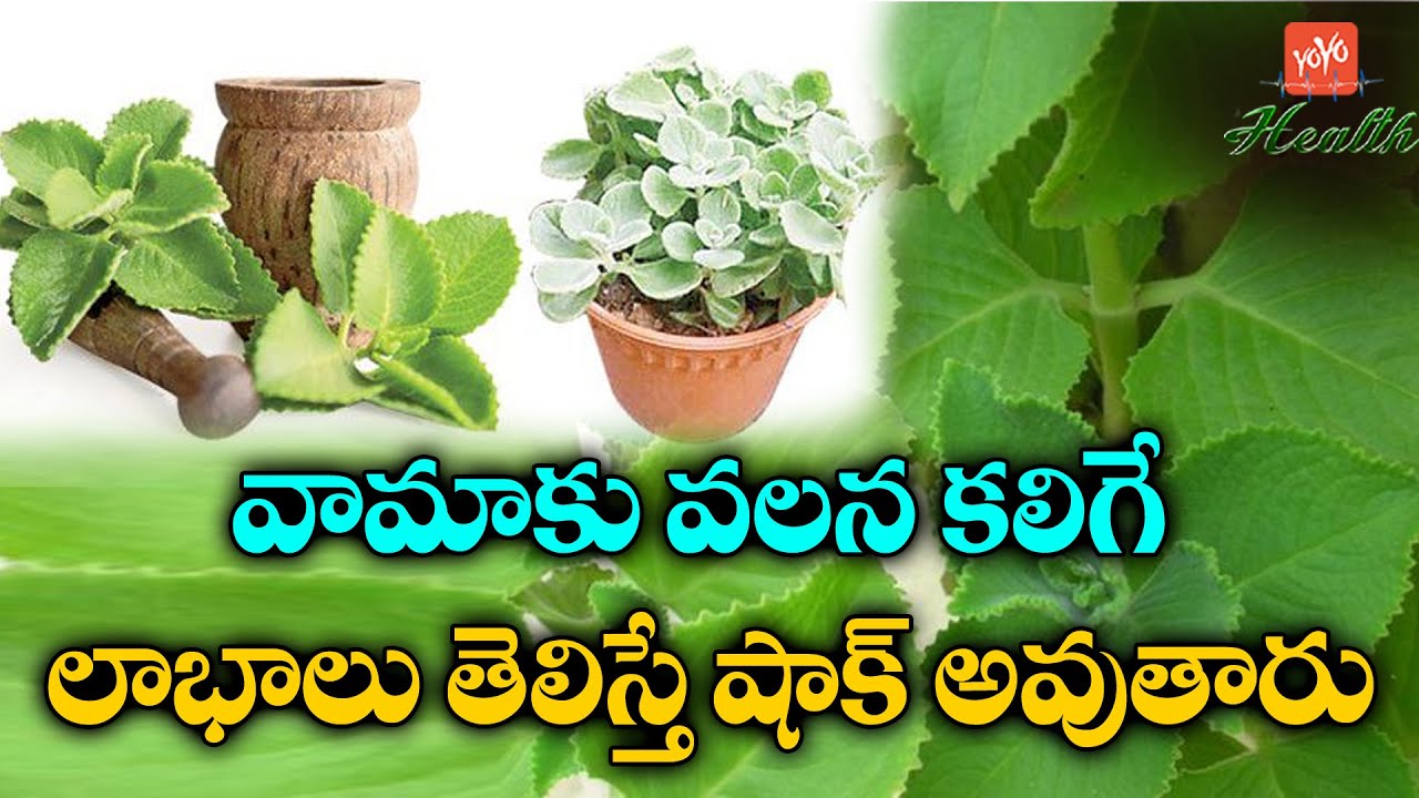 వామాకు వలన కలిగే లాభాలు | Benefits Of Vamaku | Vamaku Uses | Health ...