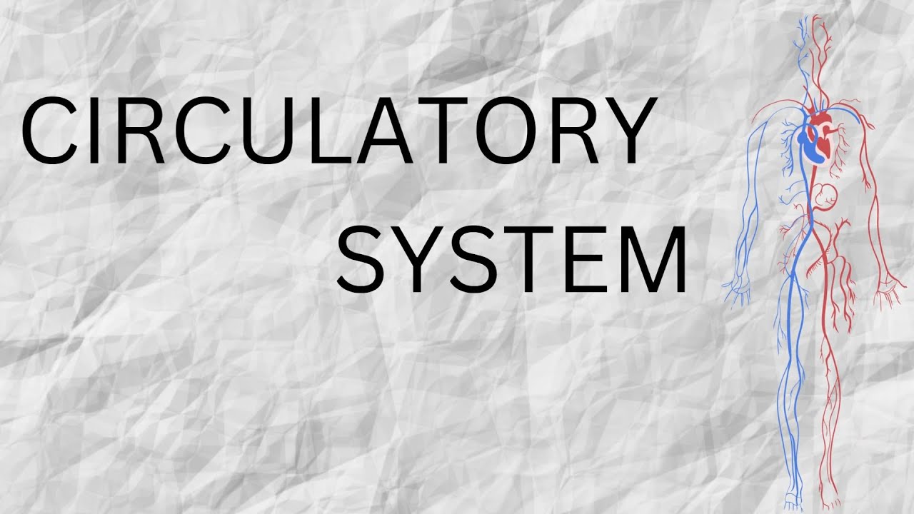 A short video / presentation on Circulatory System...... - YouTube