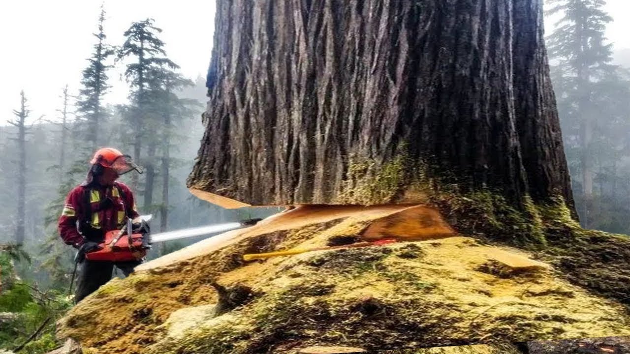 Extreme Dangerous Huge Trees Felling Skill, Climbing Cutting Down Tree ...