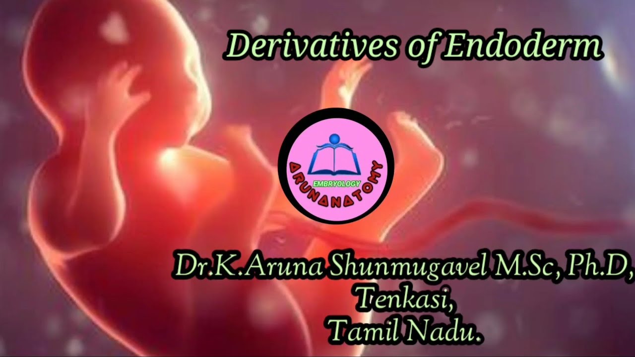 Arunanatomy || Embryology || Derivatives of Endoderm || Animated Video ...