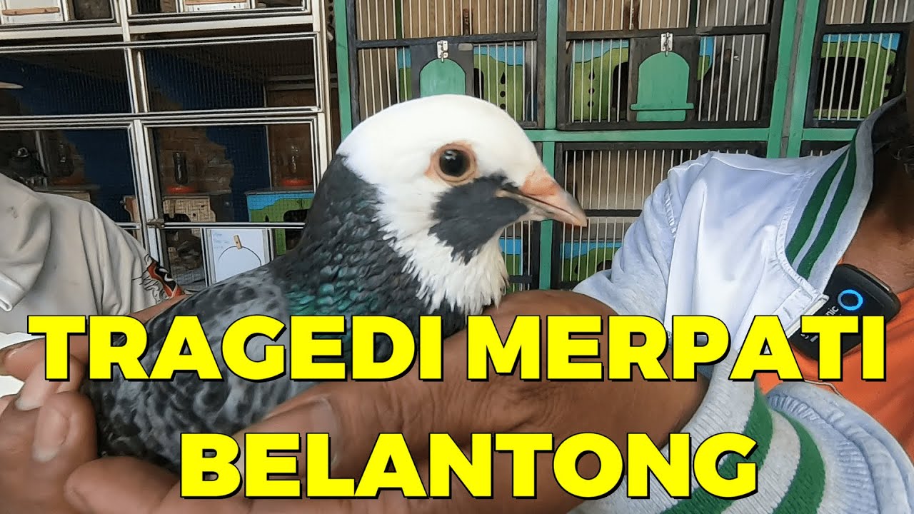 KISAH MERPATI BELANTONG PENUH DRAMATIS || JR BIRDFARM BEKASI - YouTube