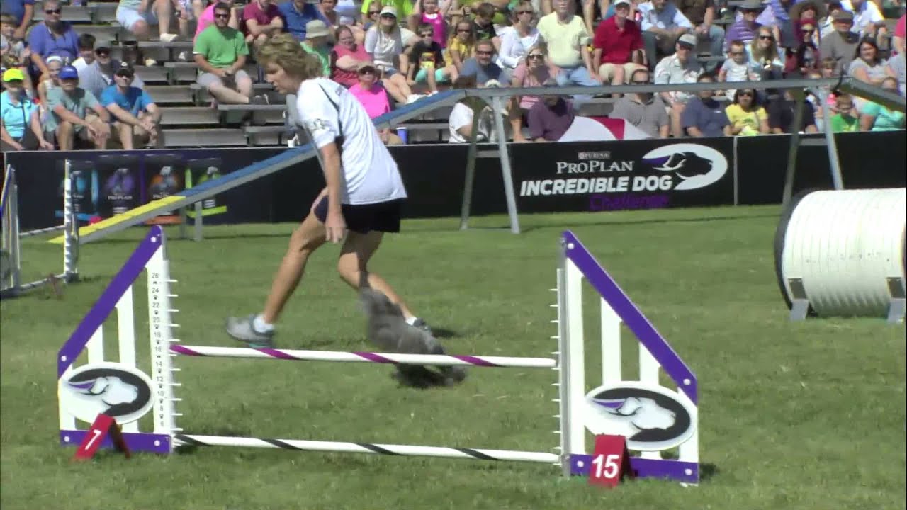 2014 IDC National Championships - Small Dog Agility - YouTube