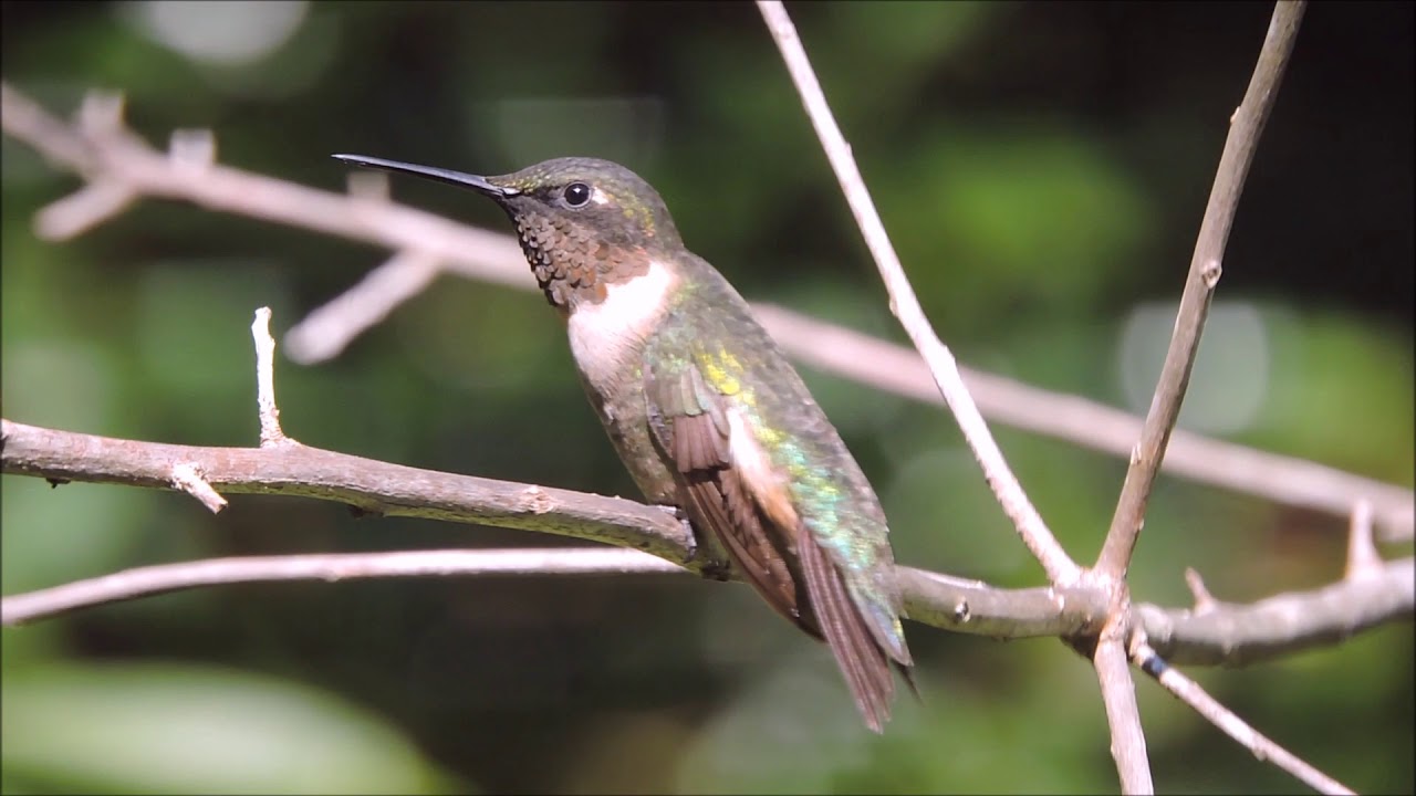 A male Ruby-throated Hummingbird in Diamondhead, Mississippi - YouTube