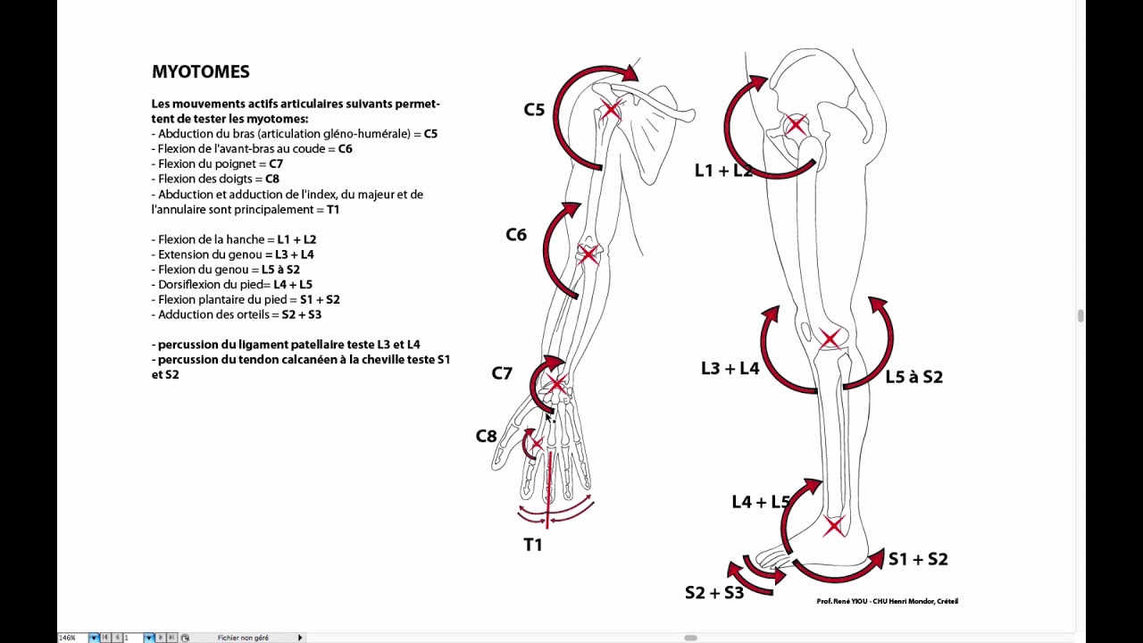 Myotomes