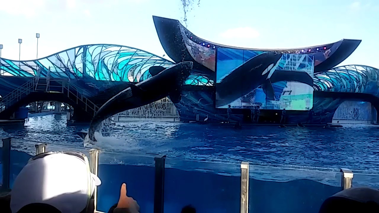 Shamu and family - YouTube