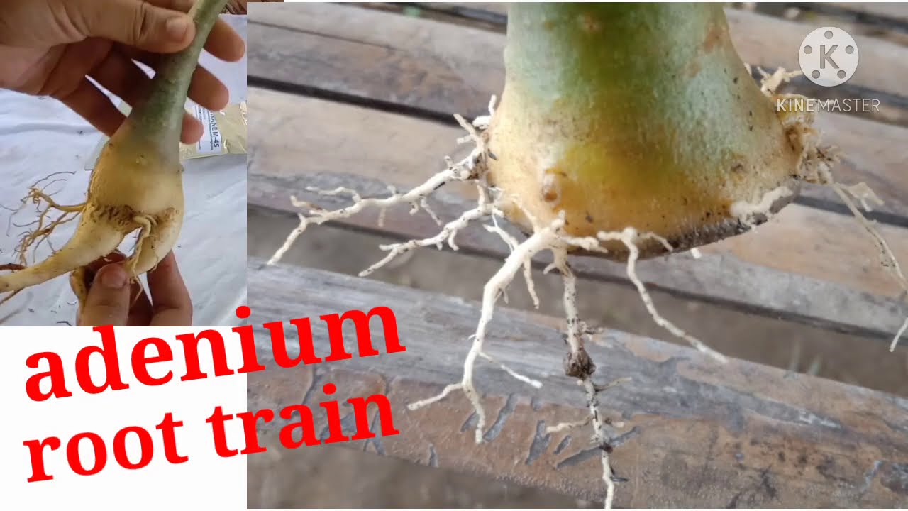 Paano mag root train ng kalachuchi?..|adenium root train |vlog #32 ...