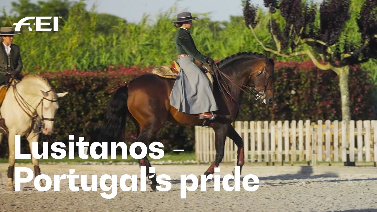 Lusitanos: Portugal's enduring natural treasure | The RIDE presented by ...