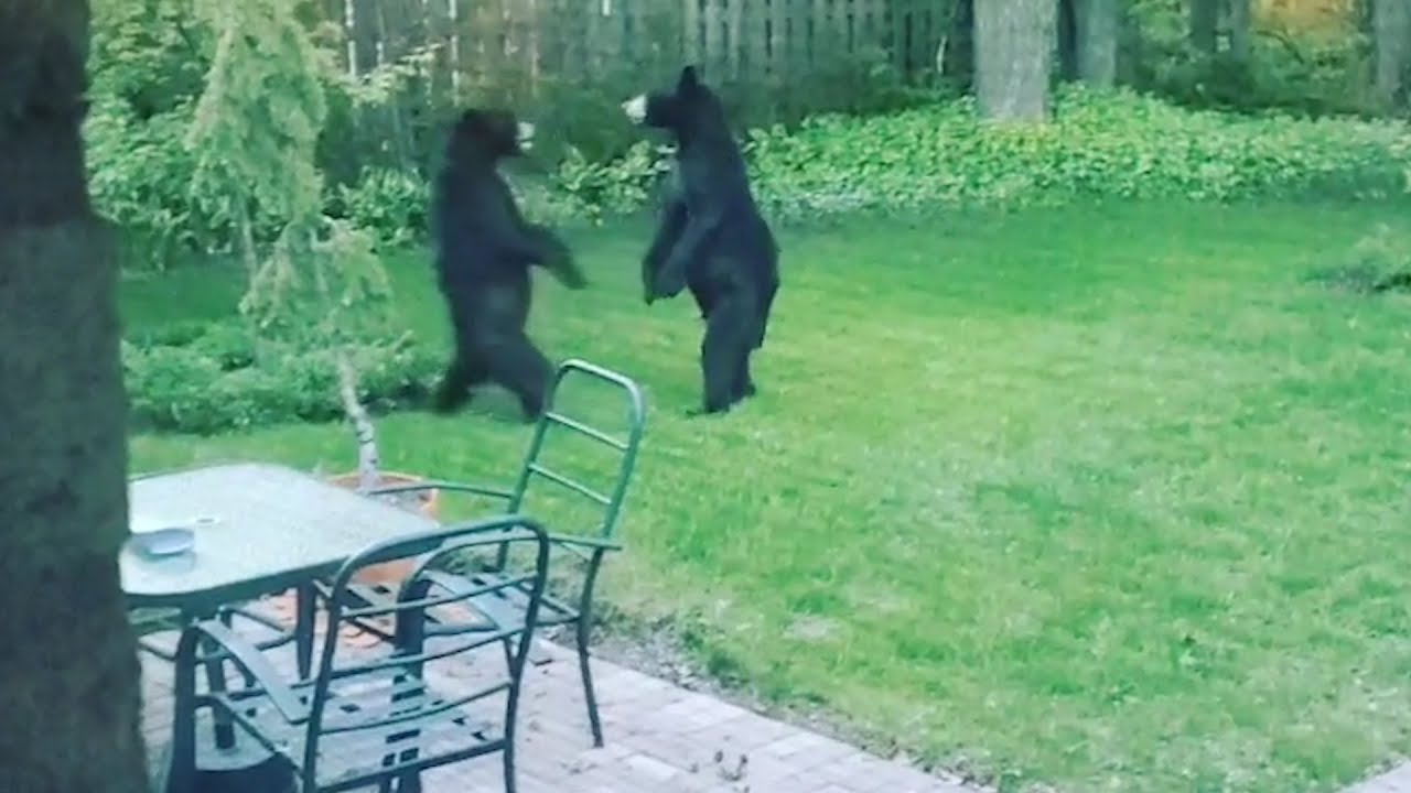 Bears doing bear things - YouTube