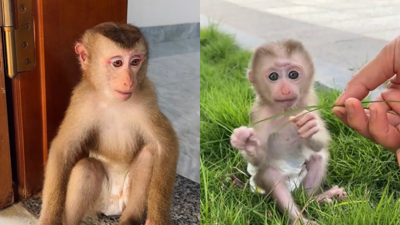 What has changed in the development of baby monkey Tina up to now ...
